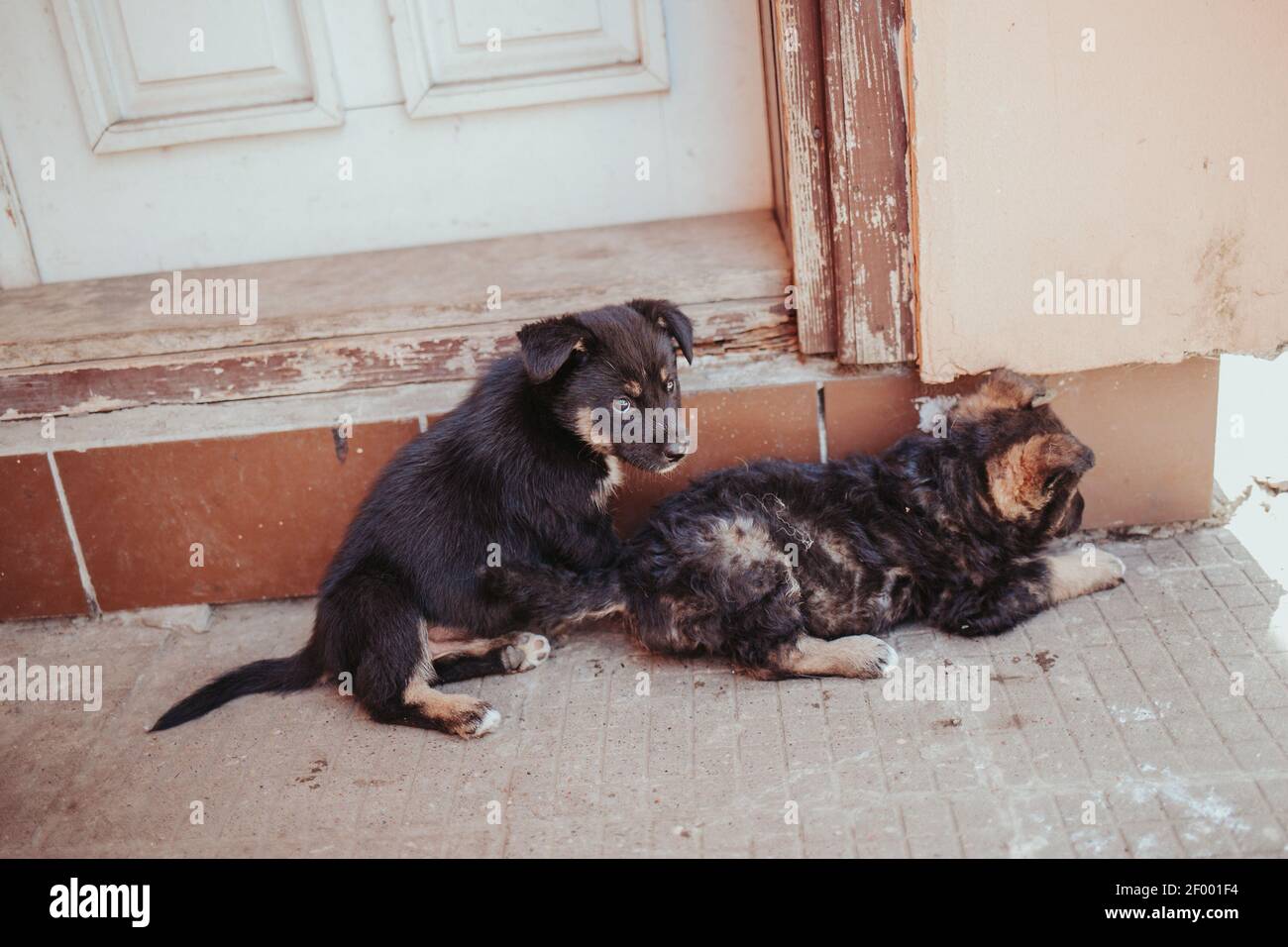 A couple of cute little puppy dogs sitting by the door of a buildings ...