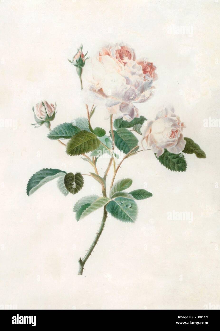 Rose by pierre joseph redoute hi-res stock photography and images - Alamy