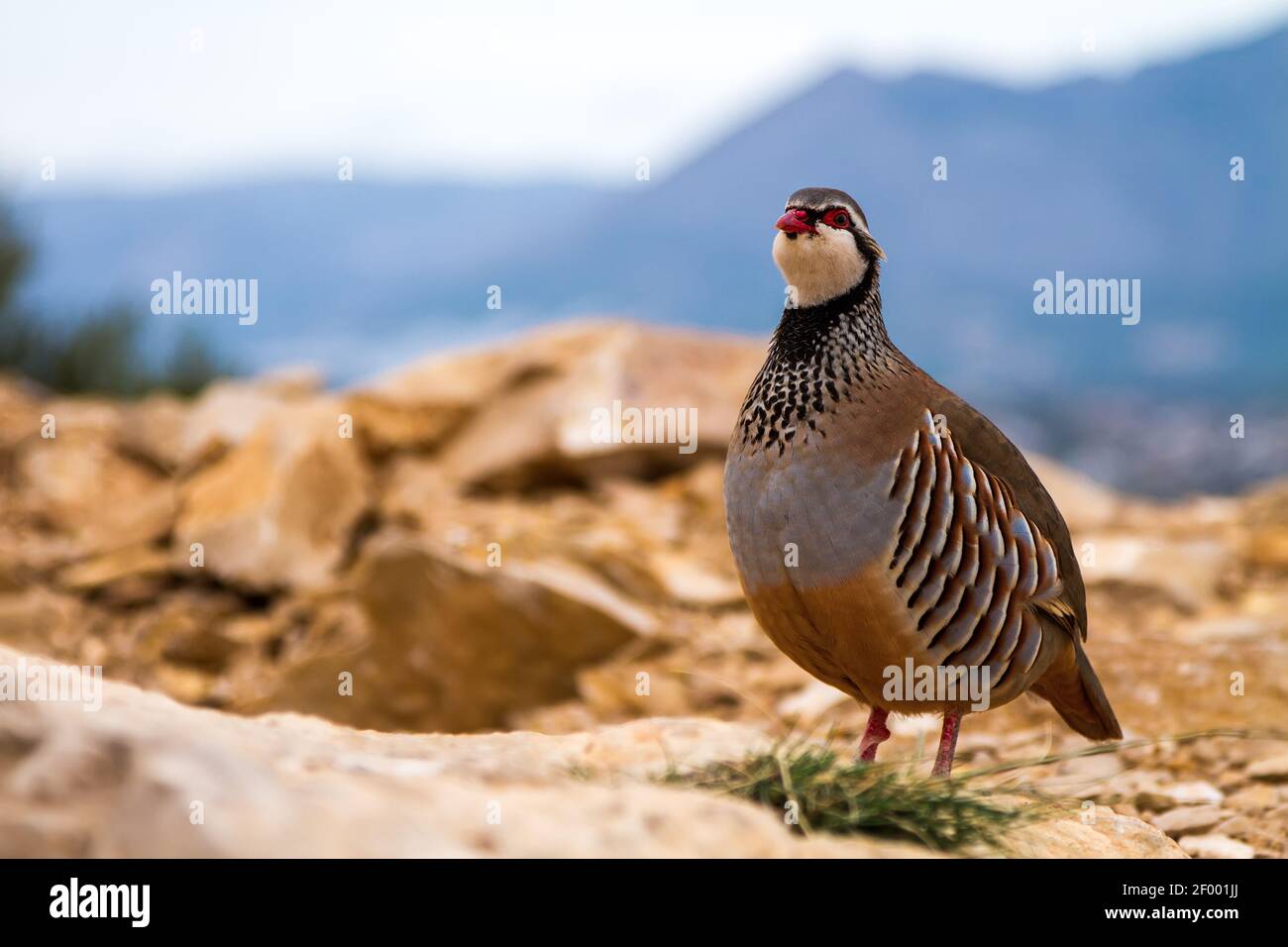 Red-legged partridge in the mountains standing on the background of ...