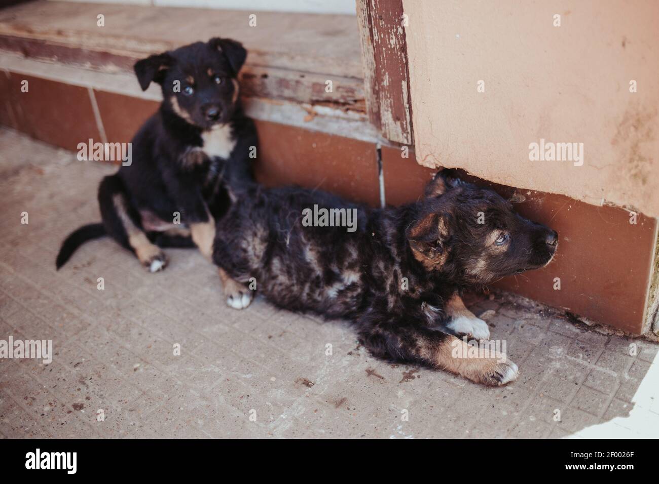 A couple of cute little puppy dogs sitting by the door of a buildings ...