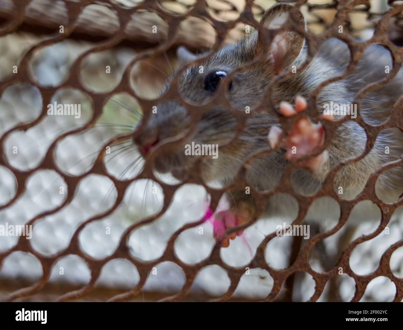 Domestic rat trapped in hi-res stock photography and images - Alamy