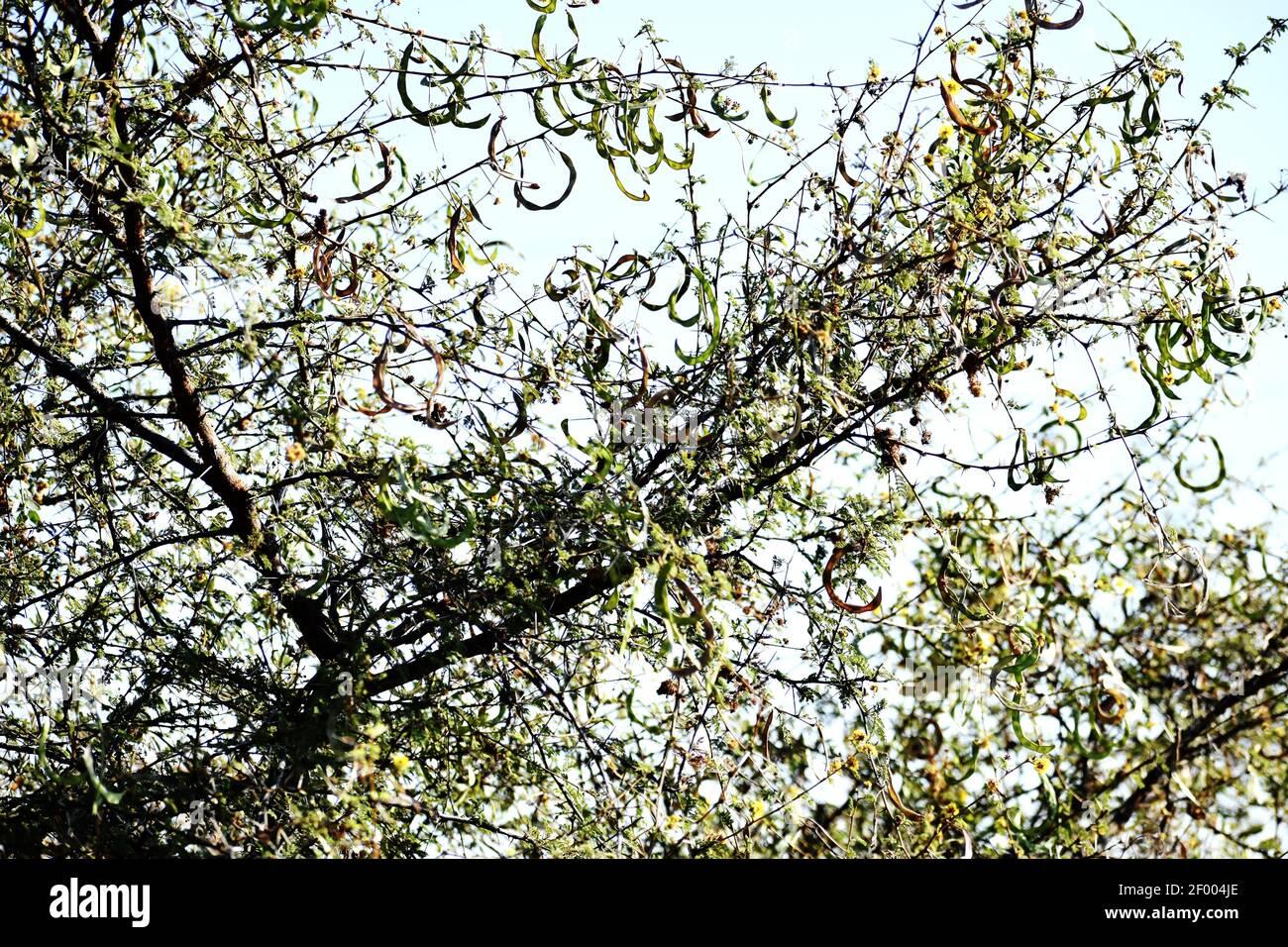 A low angle shot of bean legumes on the branches of a tree Stock Photo ...