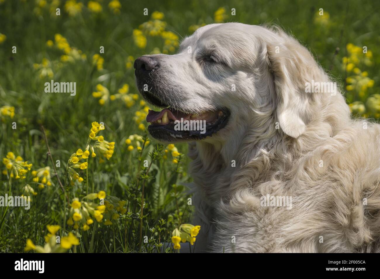 Spring detail photo hi-res stock photography and images - Alamy