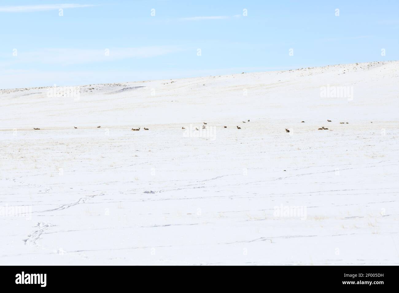 Pronghorn Antelope (Antilocapra americana) on the Colorado Plains of ...