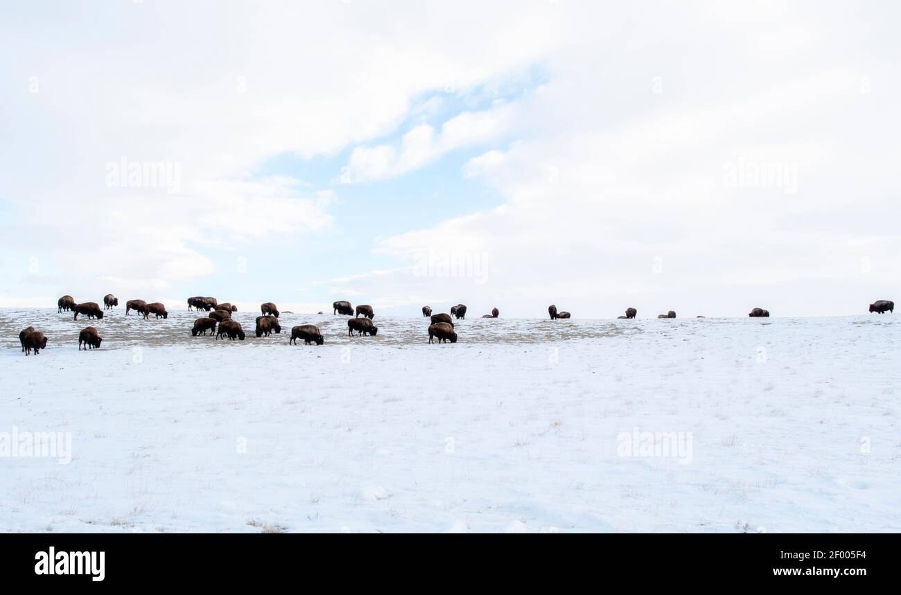 Buffalo (American Bison) on the Colorado Plains in Winter Stock Photo ...