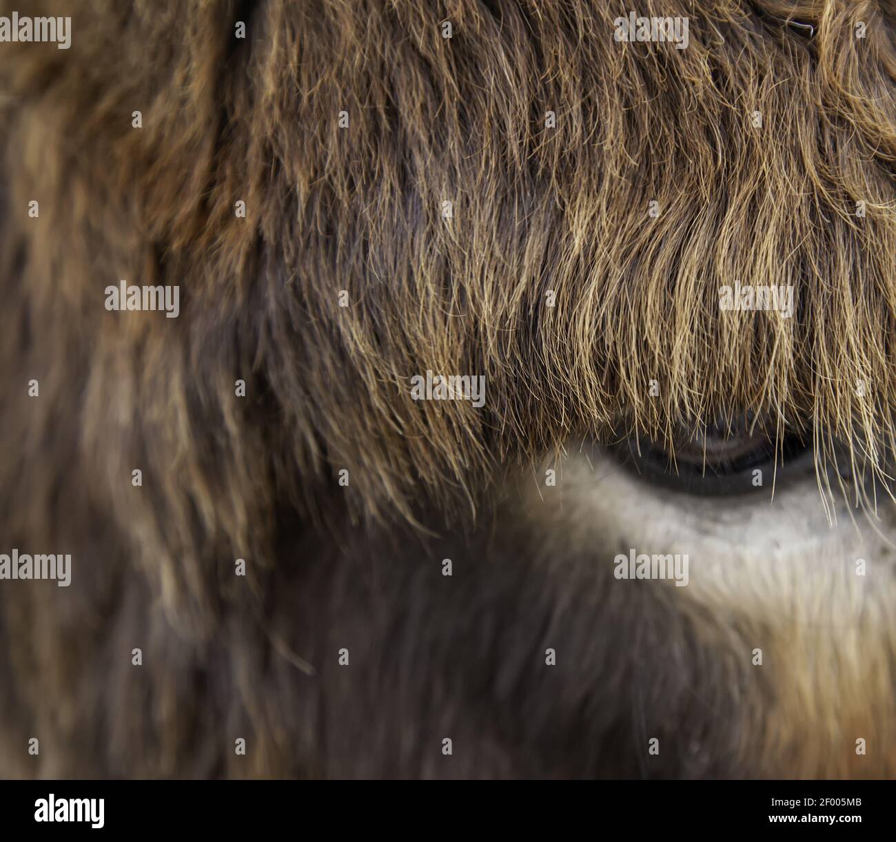 Cute fluffy farm animals in green field hi-res stock photography and ...