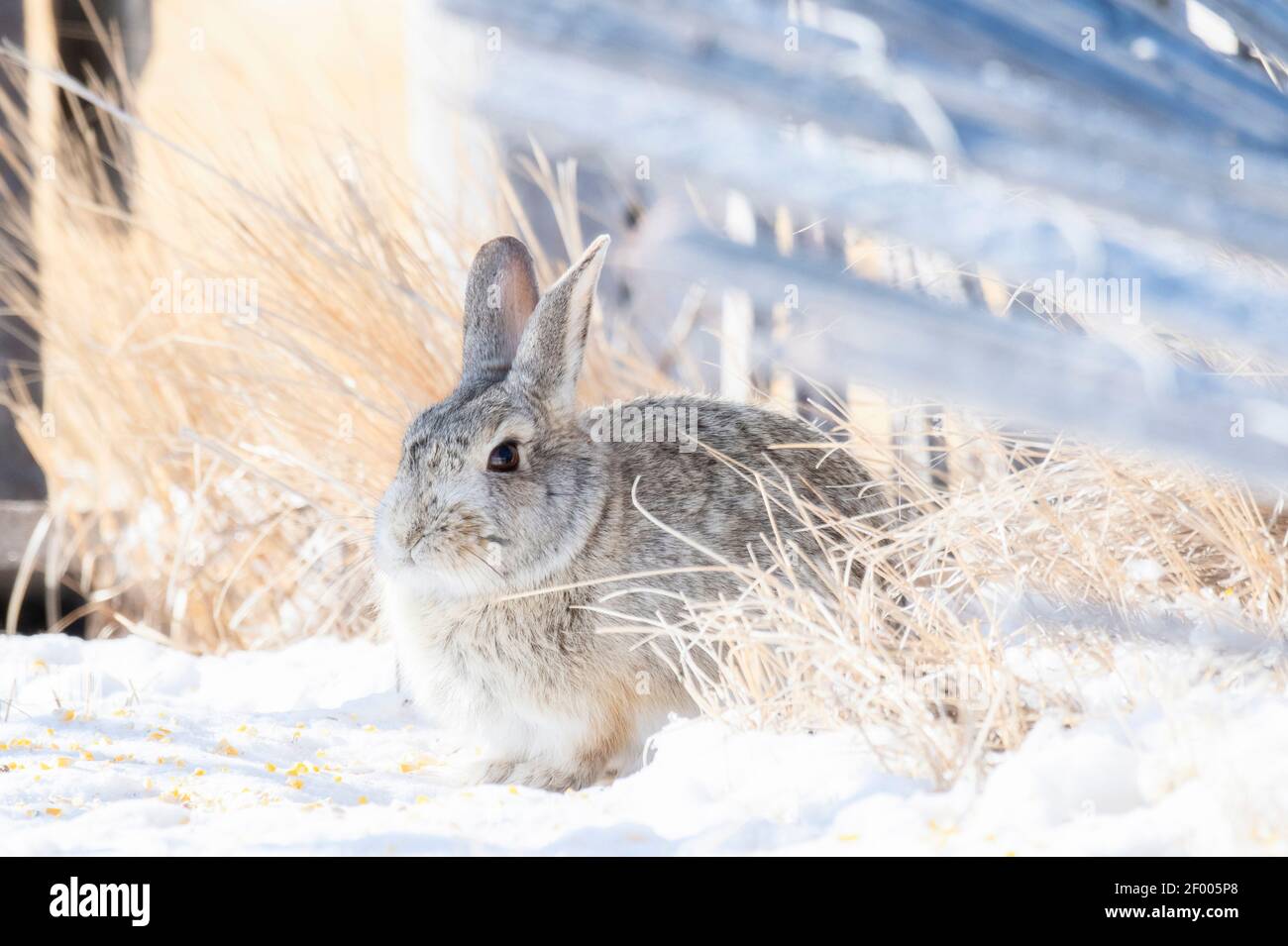 Most common rabbit of north america hi-res stock photography and images ...