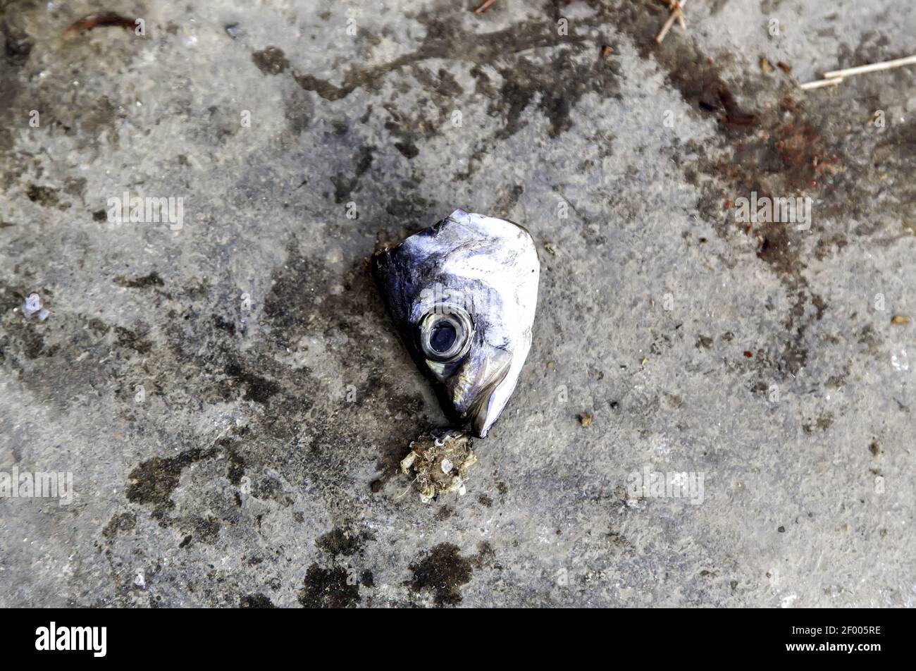 Fish market waste hi-res stock photography and images - Alamy