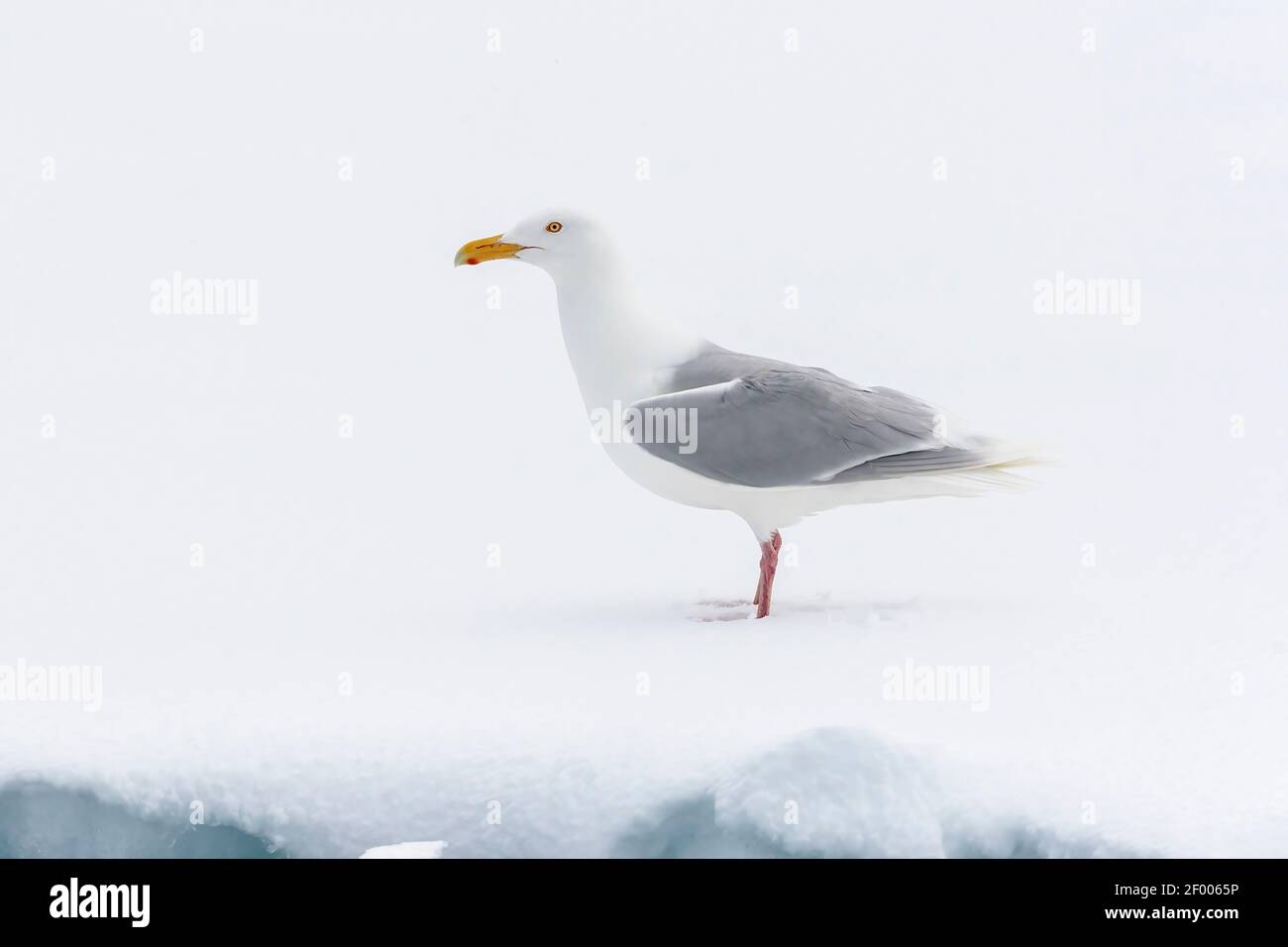glaucous gull, Larus hyperboreus, adult standing on sea ice, Svalbard ...