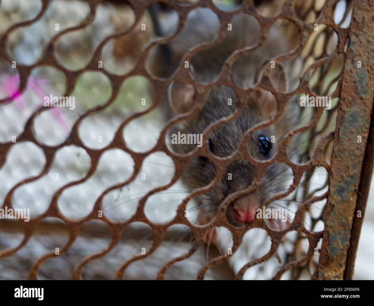 Domestic rat trapped in a metallic cage Stock Photo - Alamy