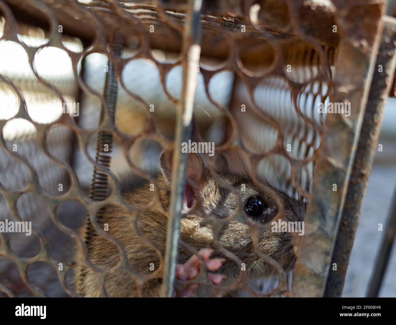 Domestic rat trapped in a metallic cage Stock Photo - Alamy