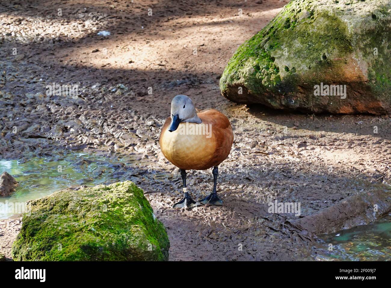 Cape shelduck hi-res stock photography and images - Alamy