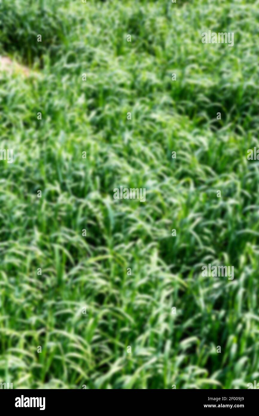 In oman the cultivation of rice plant blurred Stock Photo - Alamy