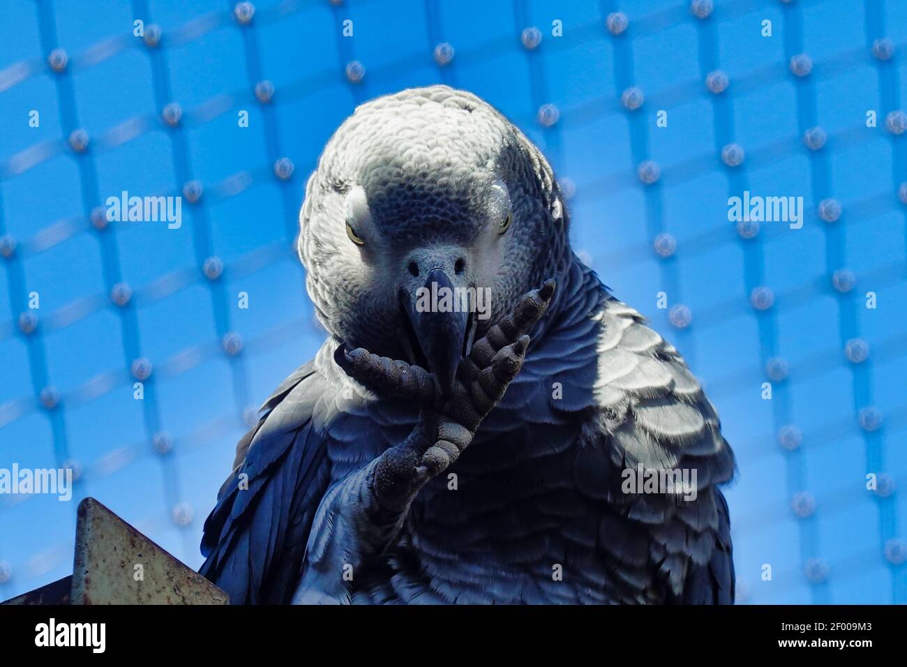A closeup portrait of a cute gray Jaco parrot against a bl Stock Photo ...