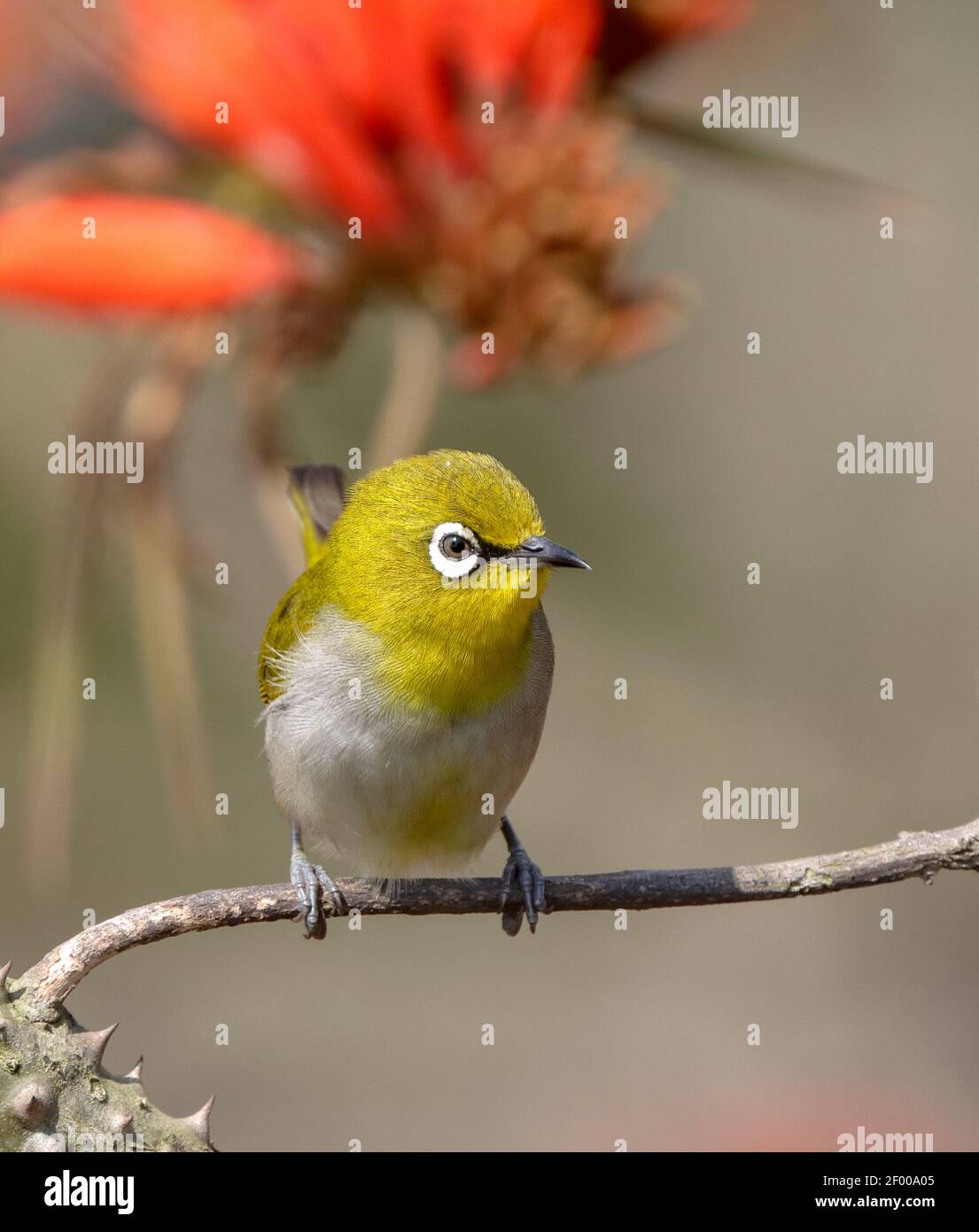 Beautiful Oriental white eye bird on a flower.The Indian white-eye ...