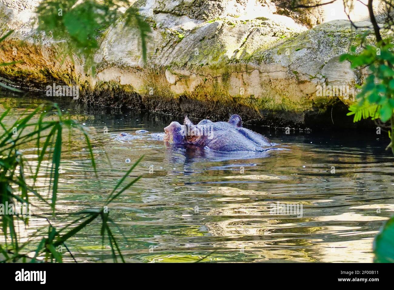A hippo swimming in a pond in a zoo Stock Photo - Alamy