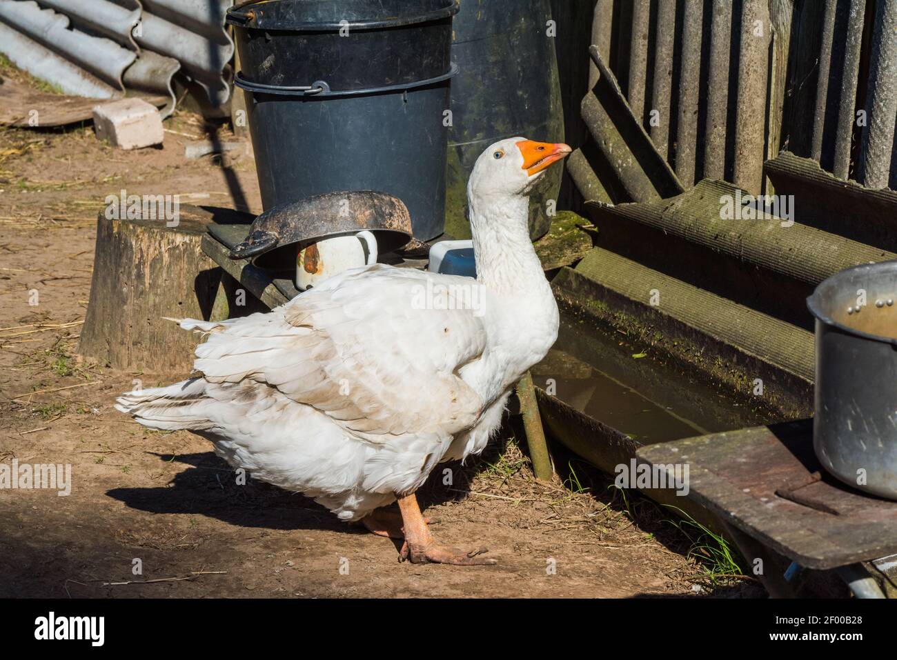 old white goose portait on nature outdoor Stock Photo - Alamy
