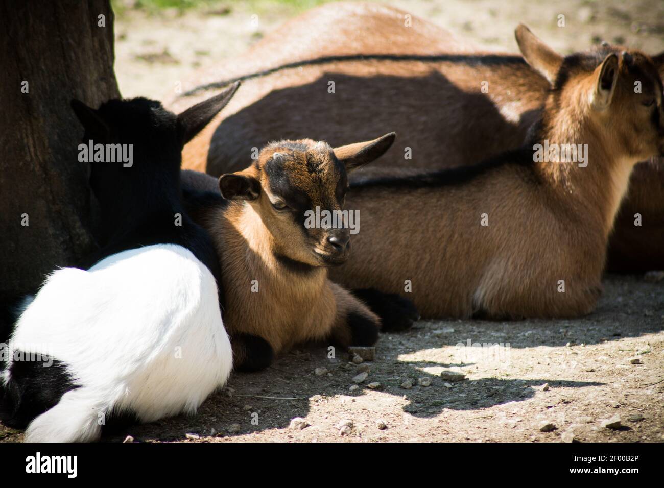 A selective focus shot of baby goats in a petting zoo Stock Photo - Alamy