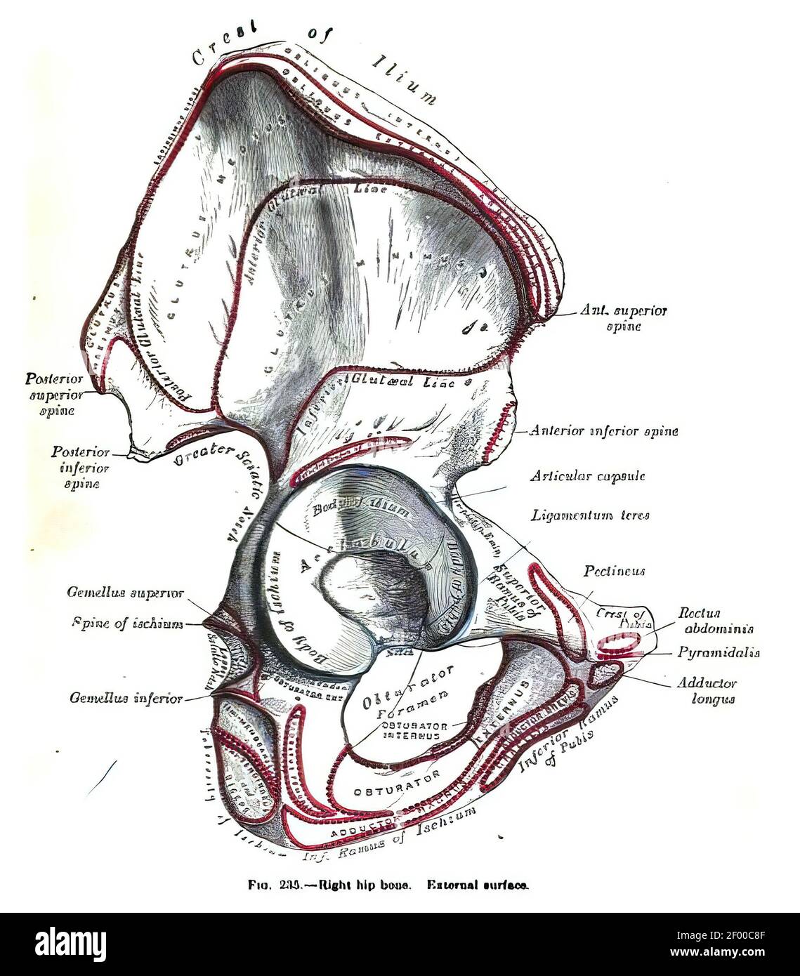 An illustration of the right hip bone from a 19th-century anatomy text ...