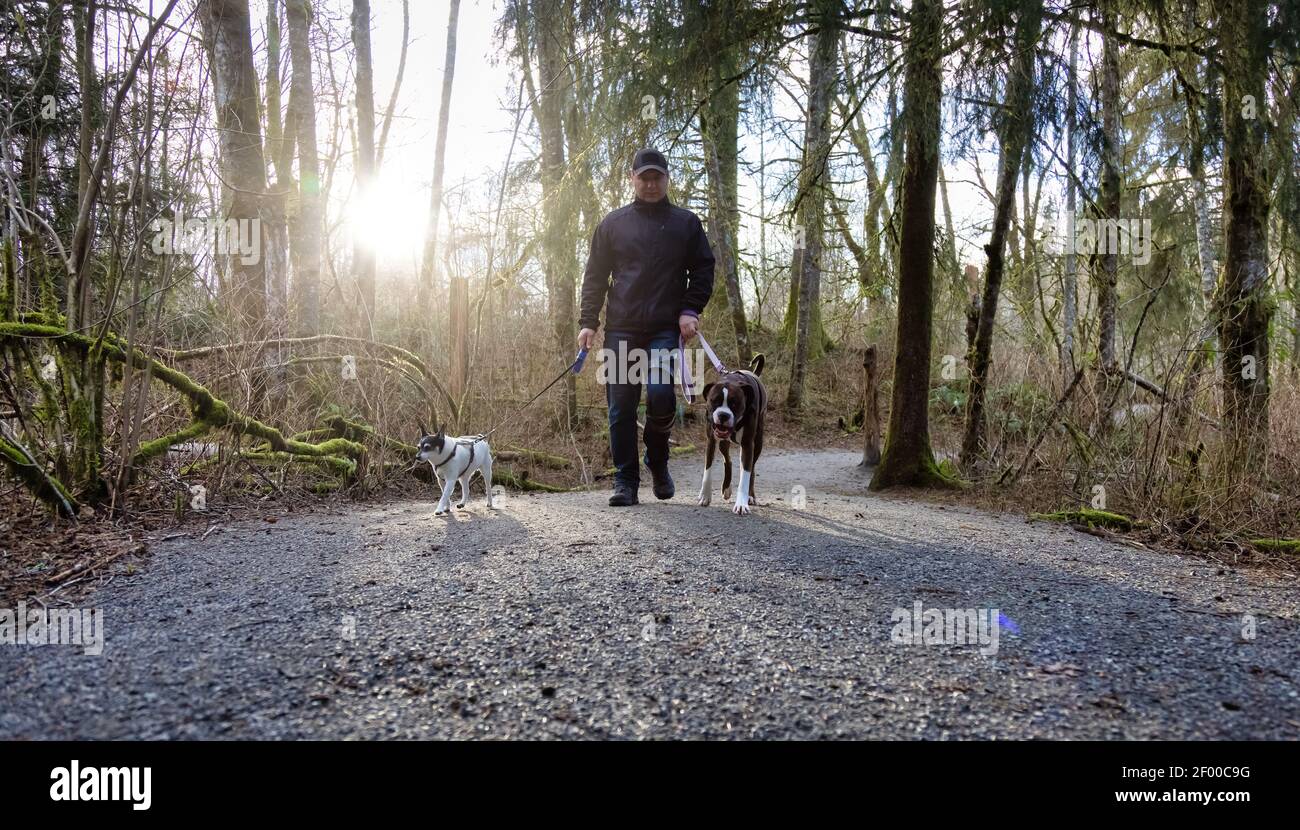 Man walking dogs on the hiking trail Stock Photo - Alamy