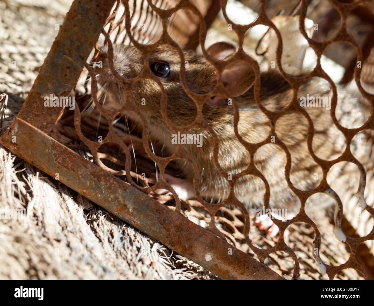 Domestic rat trapped in a metallic cage Stock Photo - Alamy