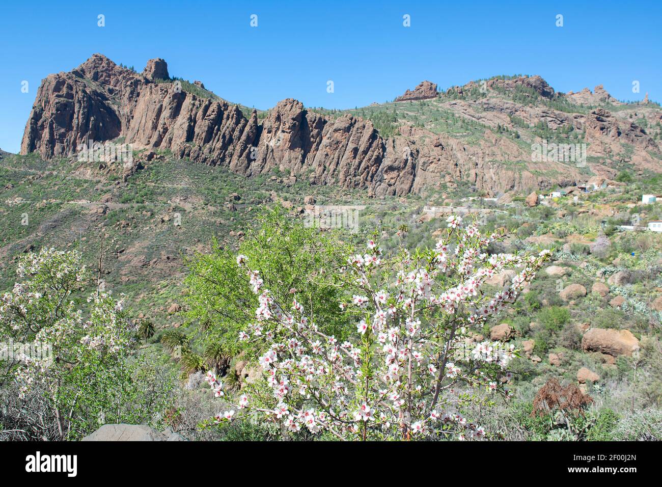 Almond trees in flower hi-res stock photography and images - Alamy