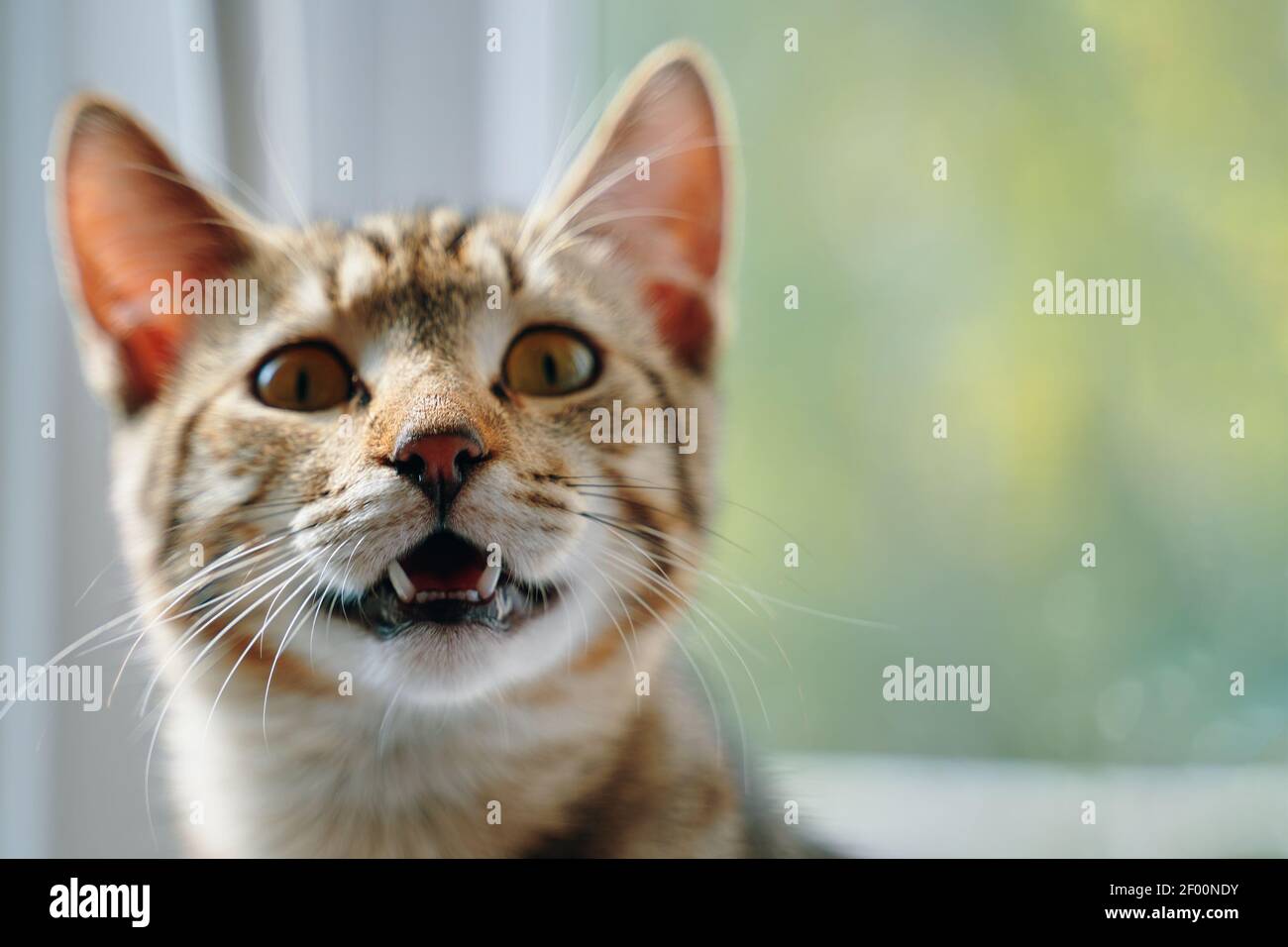 Close Up Of Tabby Yellow Eyes Pussycat Funny Cat With Open Mouth Looks