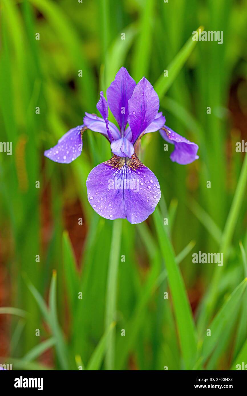 Iris xiphium, commonly known as the Spanish iris Stock Photo - Alamy