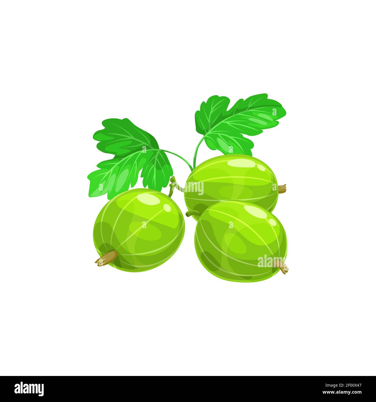 Gooseberry berries fruits, food from farm garden and wild forest ...