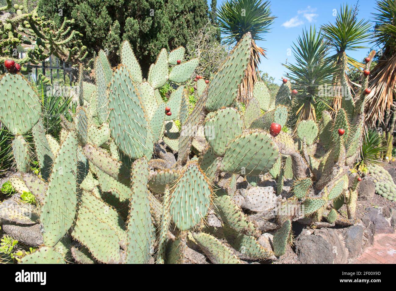 Cactus on Gran Canaria, Spain Stock Photo - Alamy