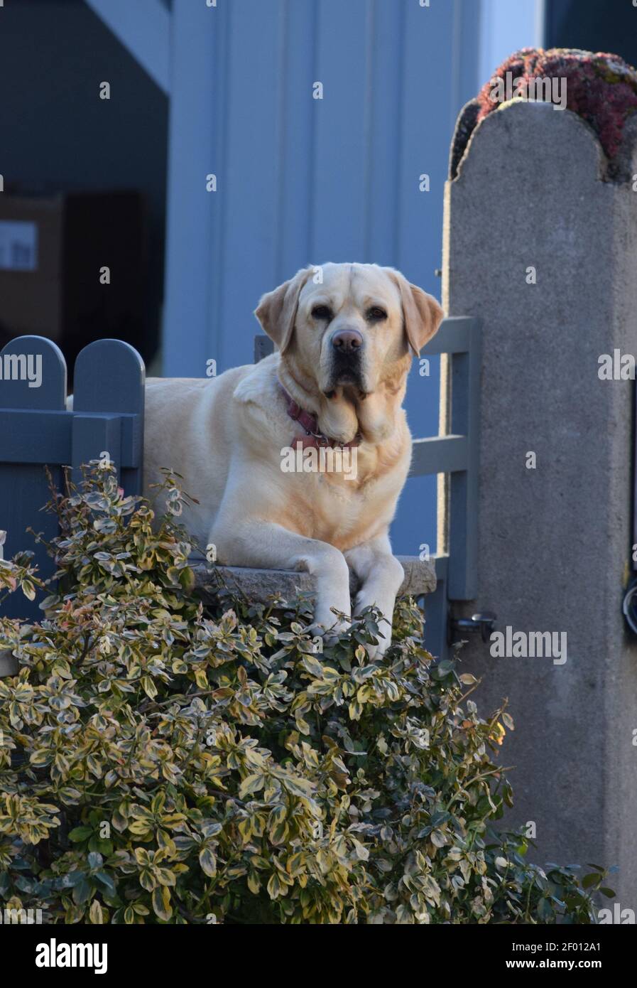 Animal alarm system hi-res stock photography and images - Alamy