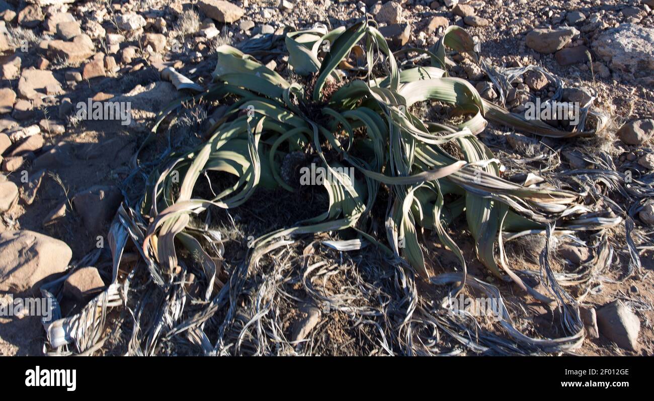 The wonderful plant Welwitschia mirabilis in Namibia desert Stock Photo ...