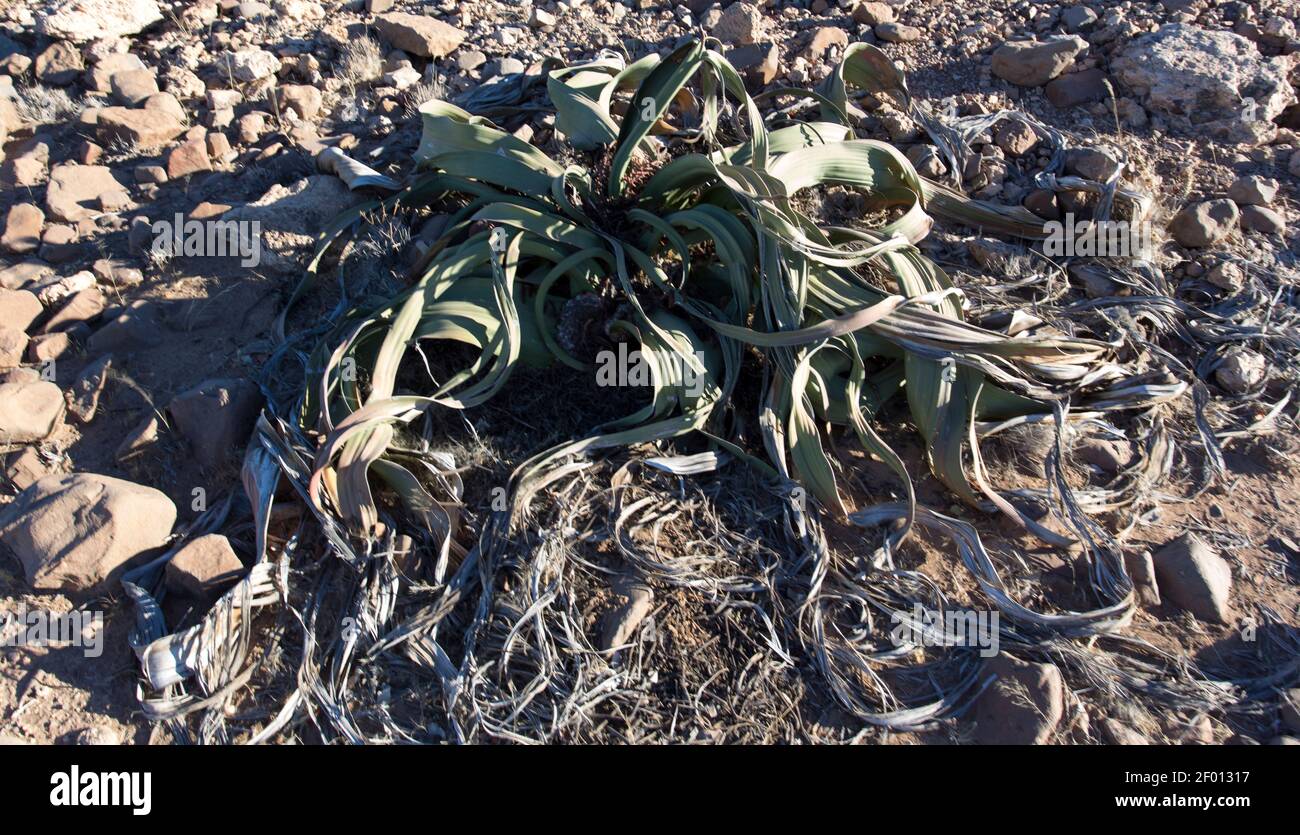 The wonderful plant Welwitschia mirabilis in Namibia desert Stock Photo ...