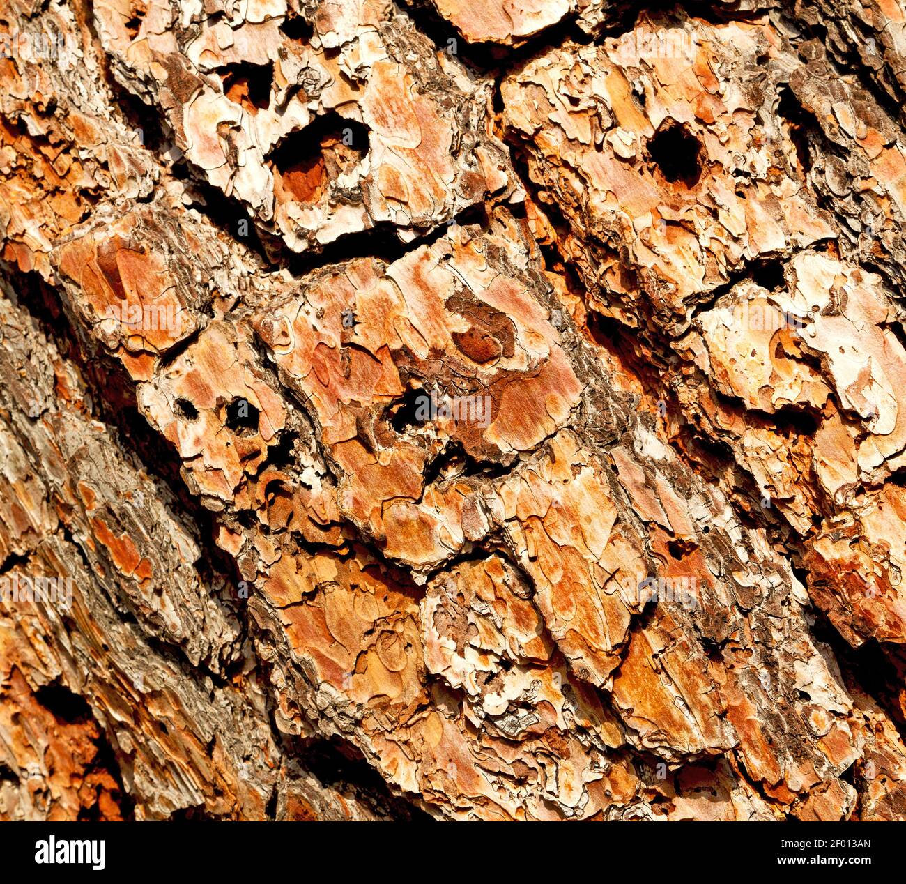 Barck in the abstract close up of a tree color and texture Stock Photo ...