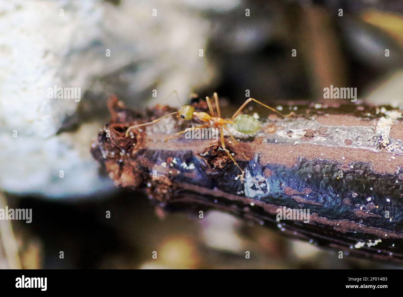 Leaf Cutter ants Stock Photo - Alamy