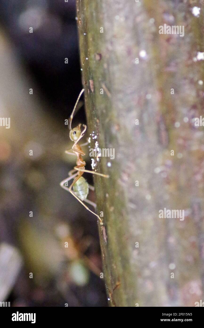 Leaf Cutter ants Stock Photo - Alamy