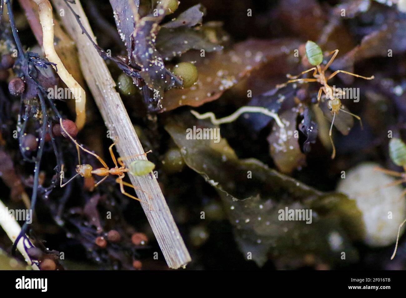 Leaf Cutter ants Stock Photo - Alamy