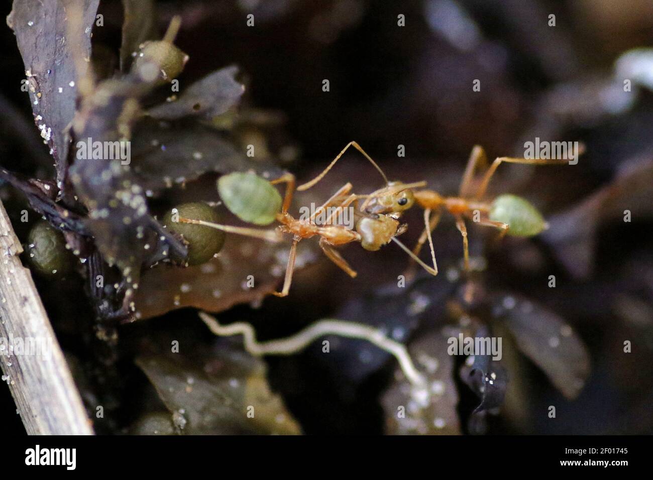 Leaf Cutter ants Stock Photo - Alamy