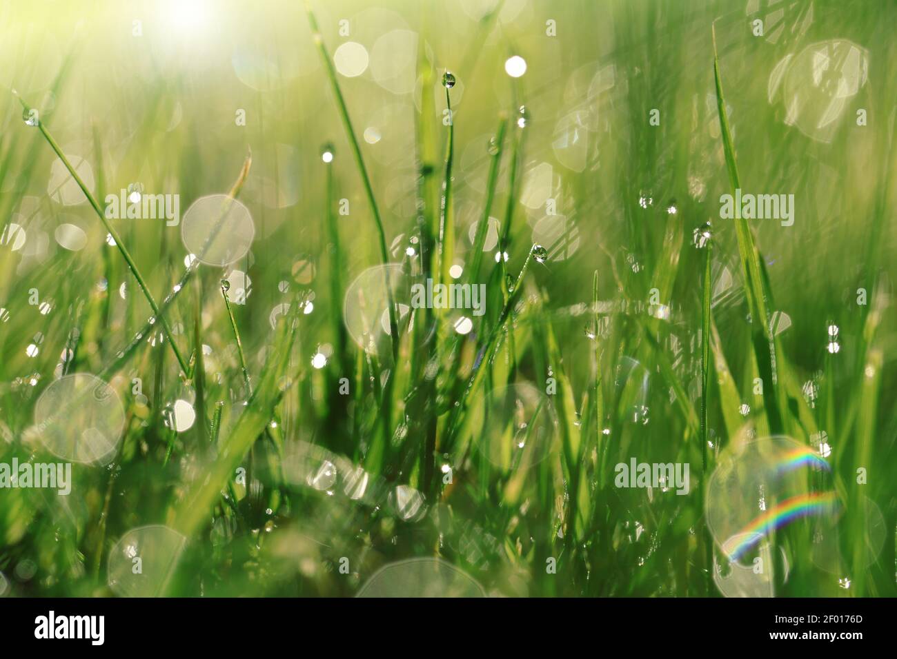Earth Day. Ecological . Grass with water drops in the sun.spring grass ...