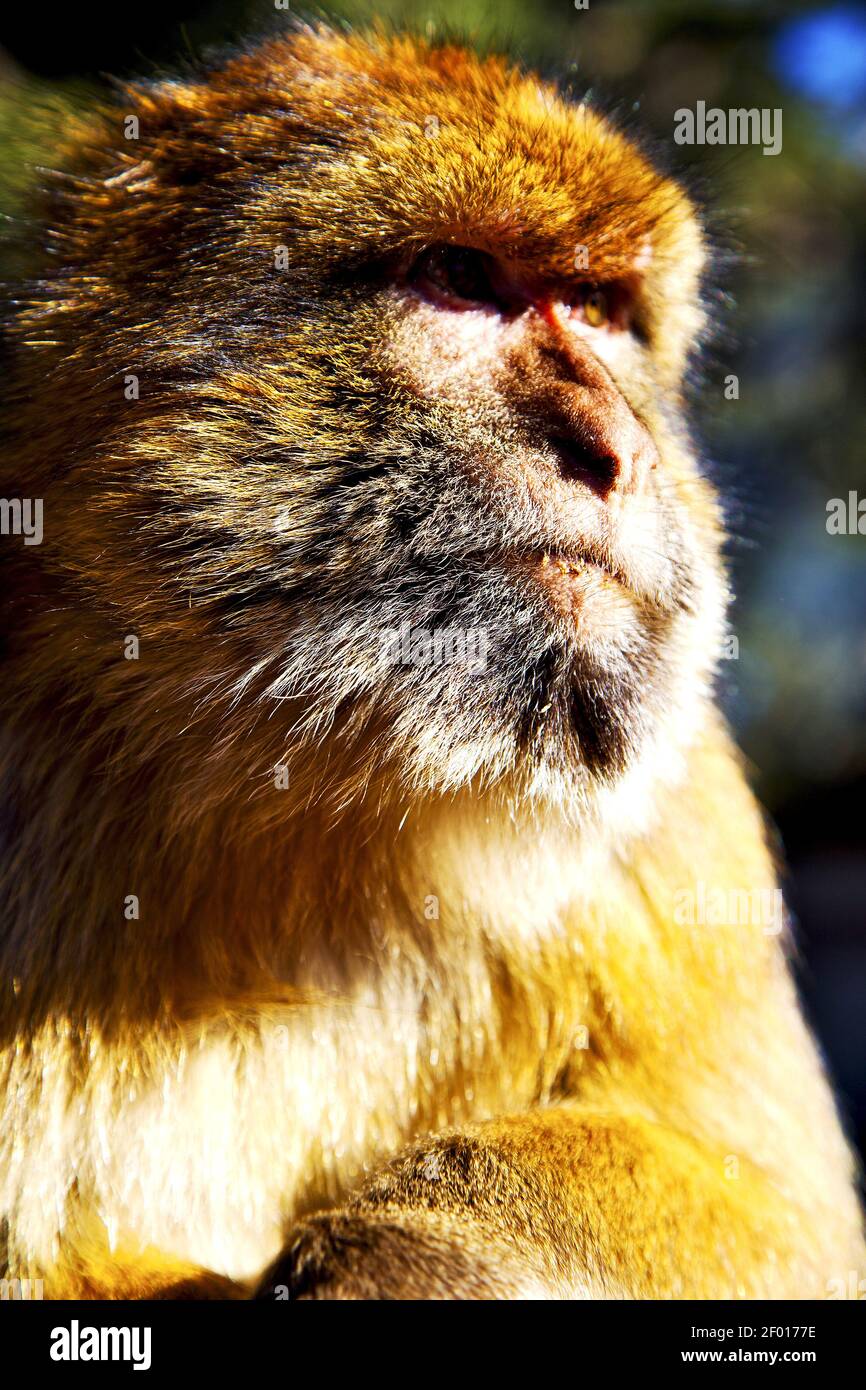 Africa in morocco cedar forest the primitive monkey animal wildlife ...