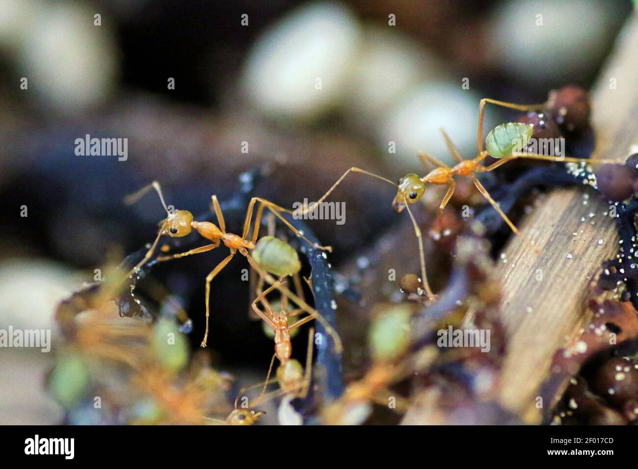 Leaf Cutter ants Stock Photo - Alamy
