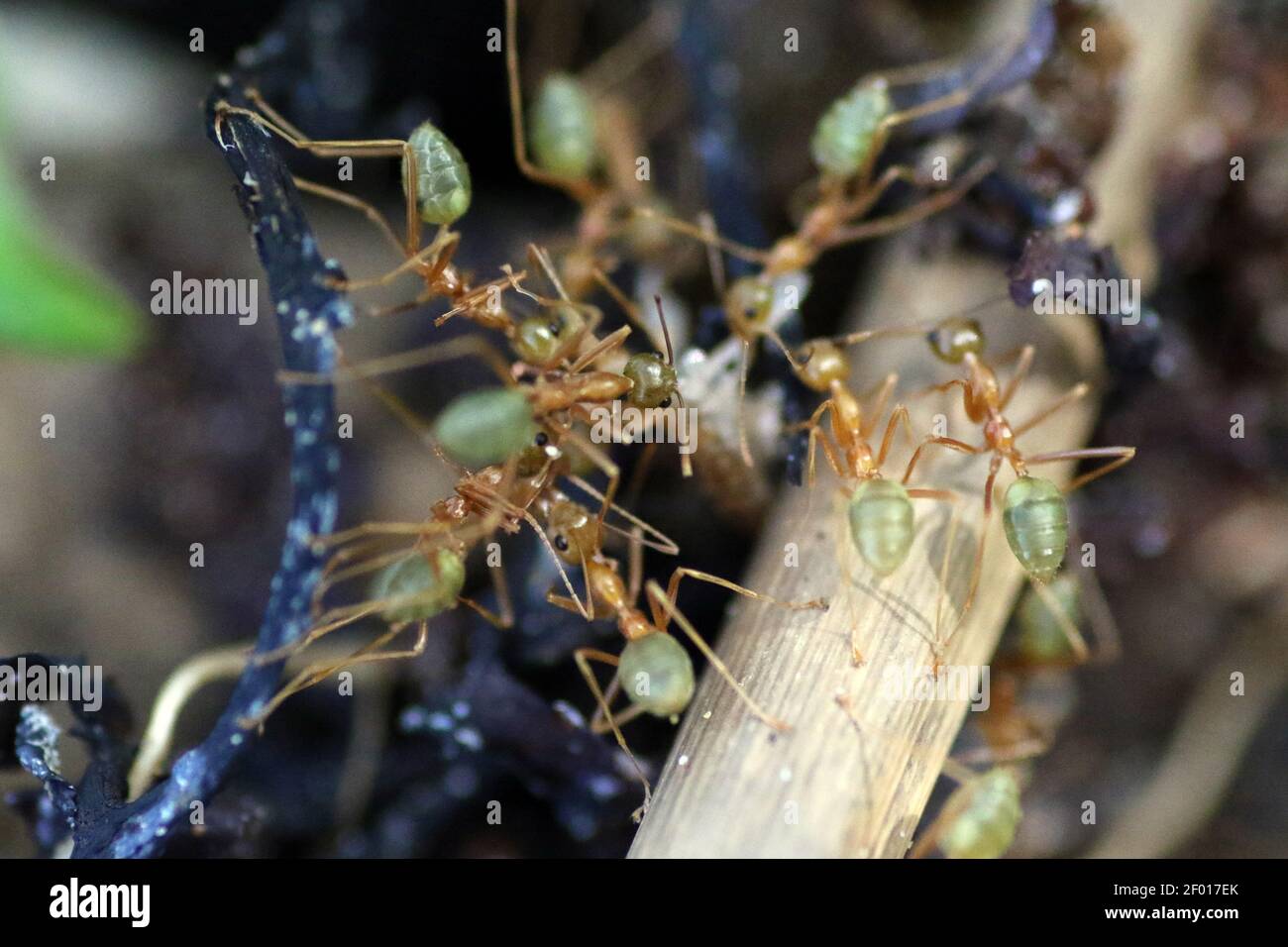 Leaf Cutter ants Stock Photo - Alamy