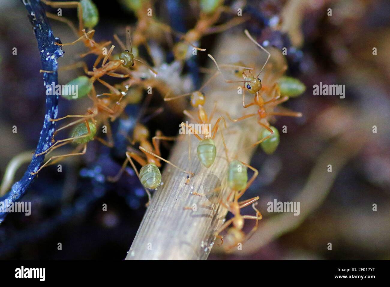 Leaf Cutter ants Stock Photo - Alamy