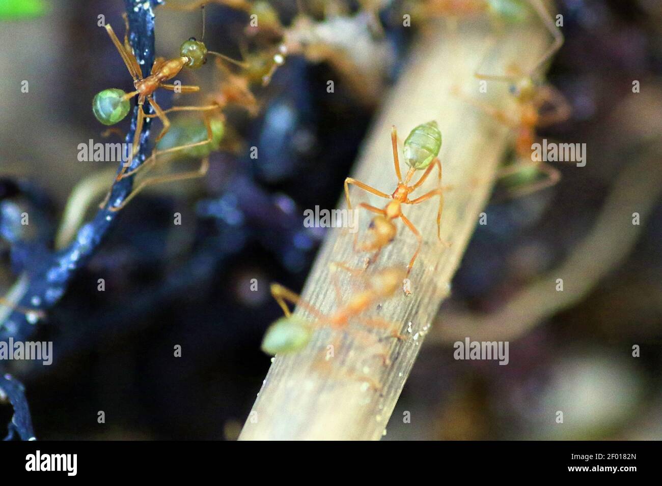 Leaf Cutter ants Stock Photo - Alamy