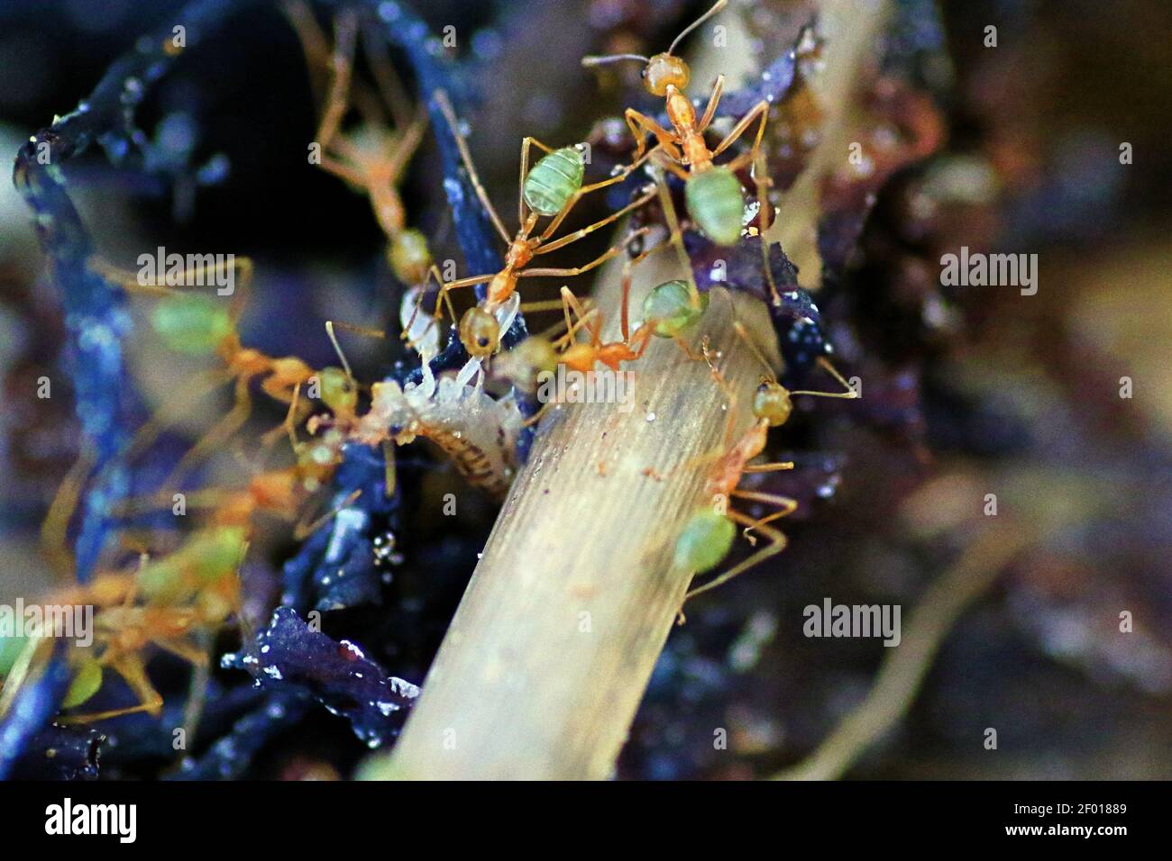 Leaf Cutter ants Stock Photo - Alamy