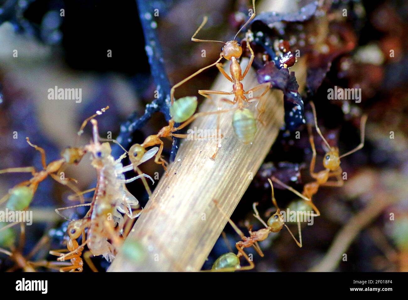 Leaf Cutter ants Stock Photo - Alamy