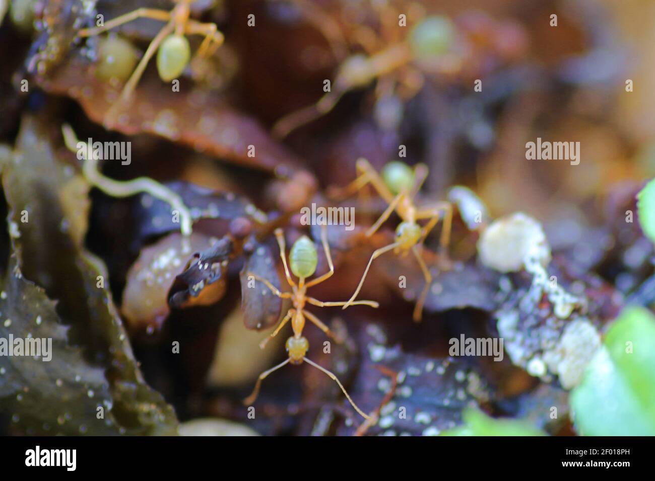 Leaf Cutter ants Stock Photo - Alamy