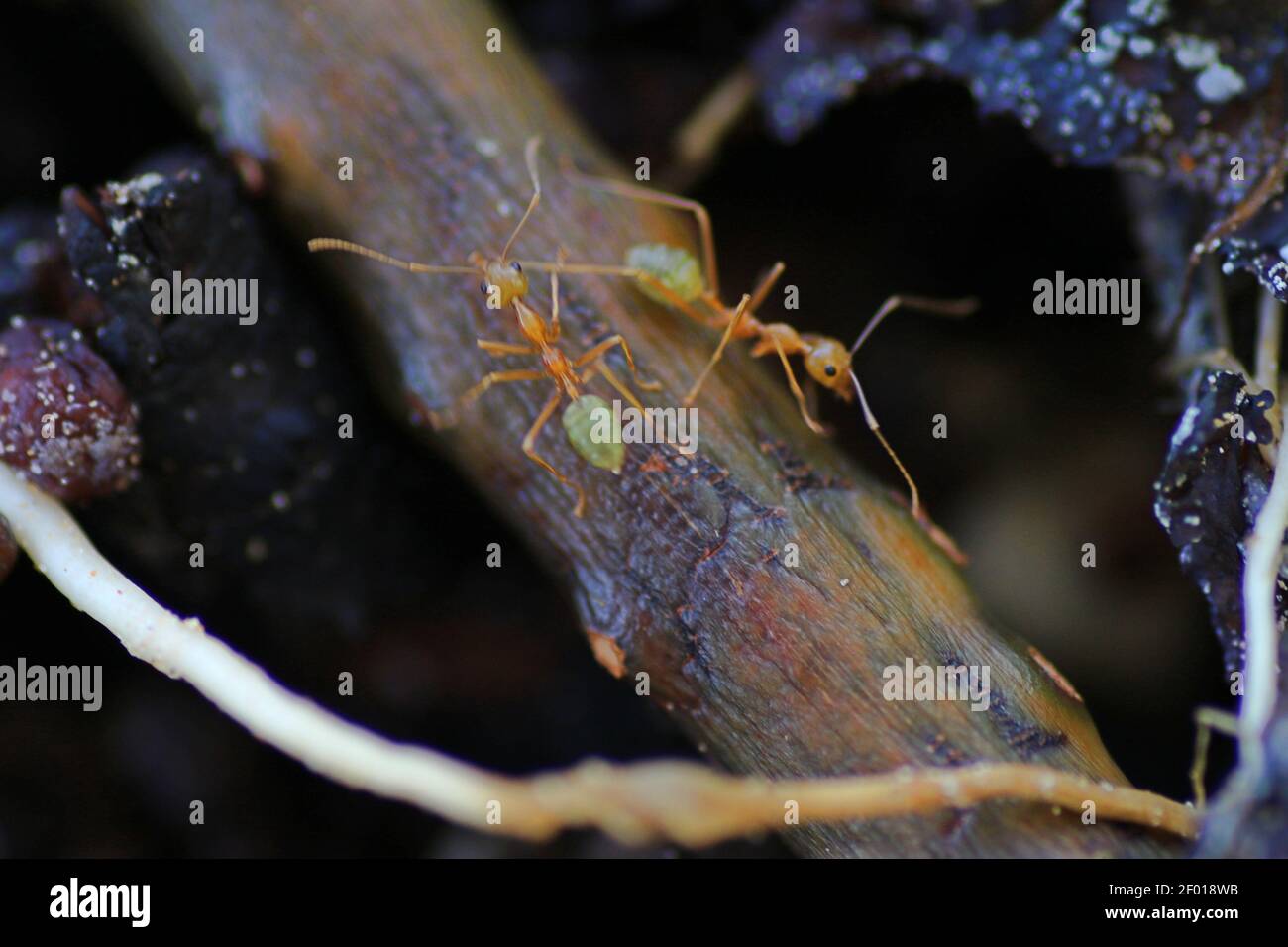 Leaf Cutter ants Stock Photo - Alamy