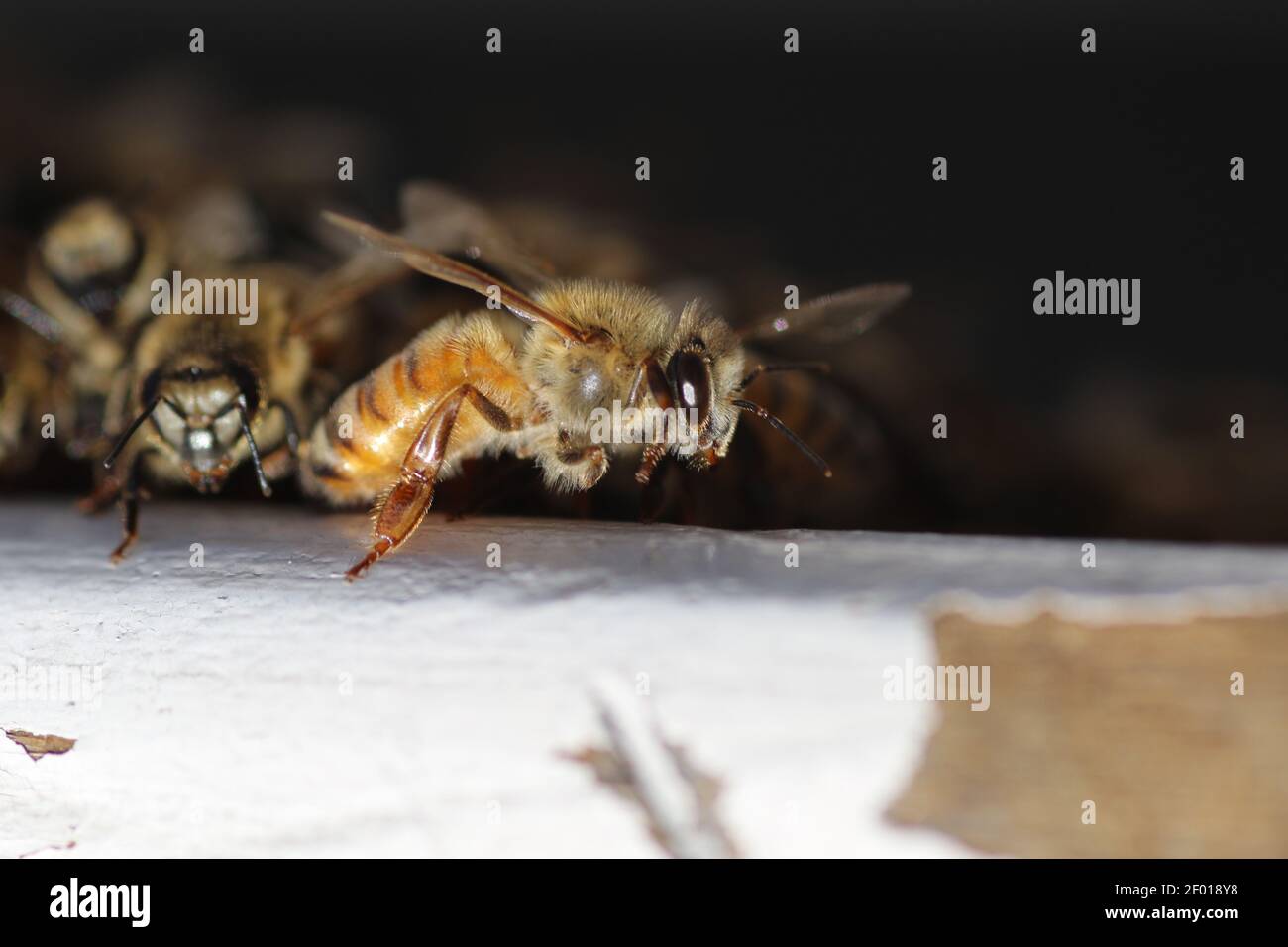 Busy bees hi-res stock photography and images - Alamy