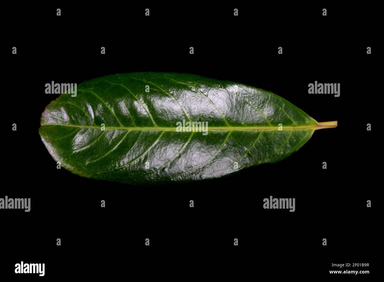 Sample of leaf hi-res stock photography and images - Alamy